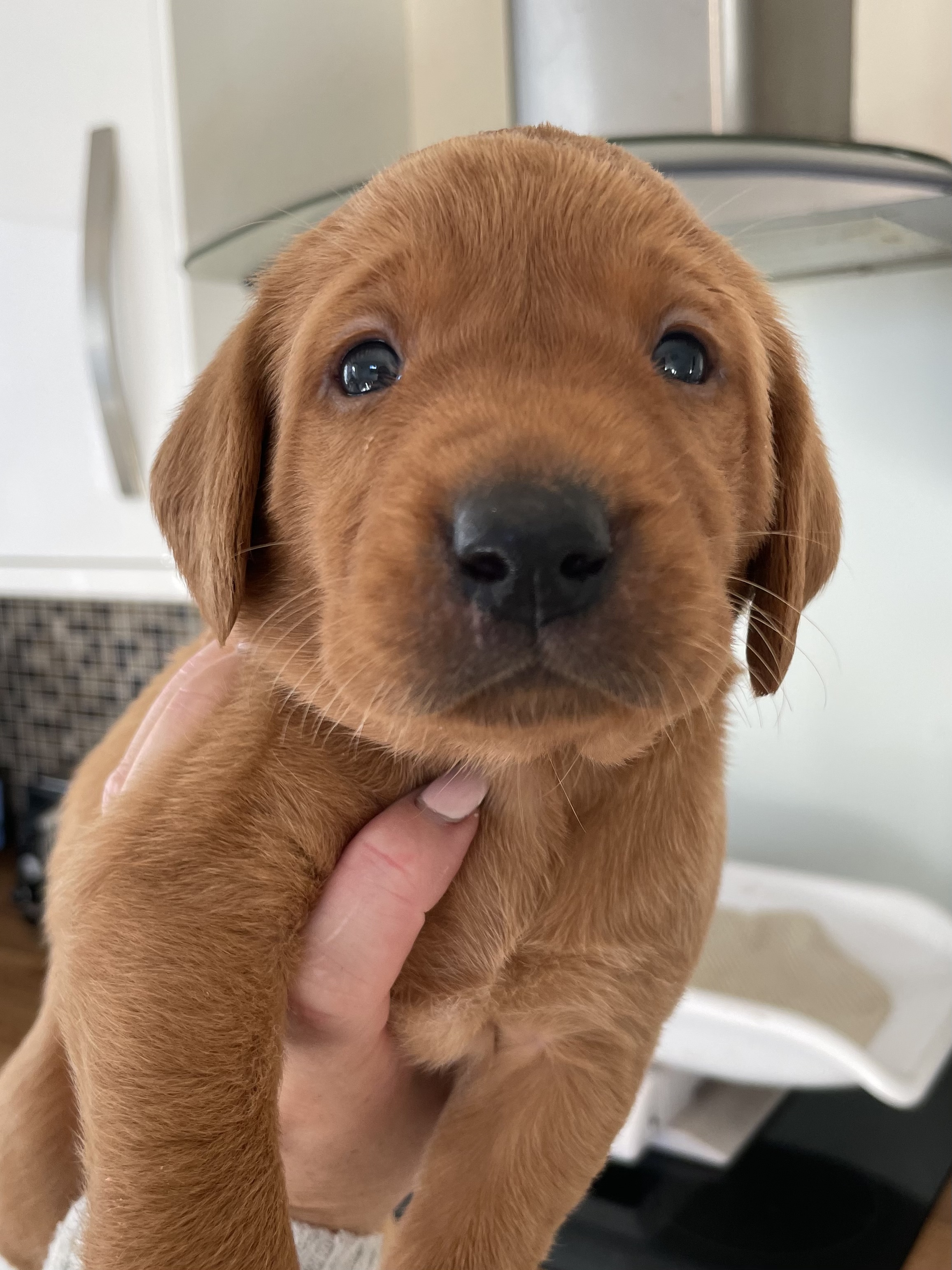 Lochandaimh Labradors